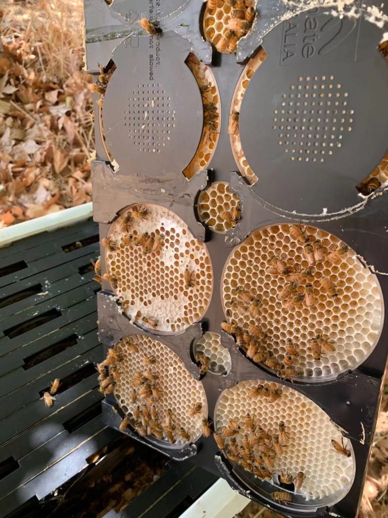Comb Honey Frame Starter Kit - BeePlaza SA Beekeeping Supplies