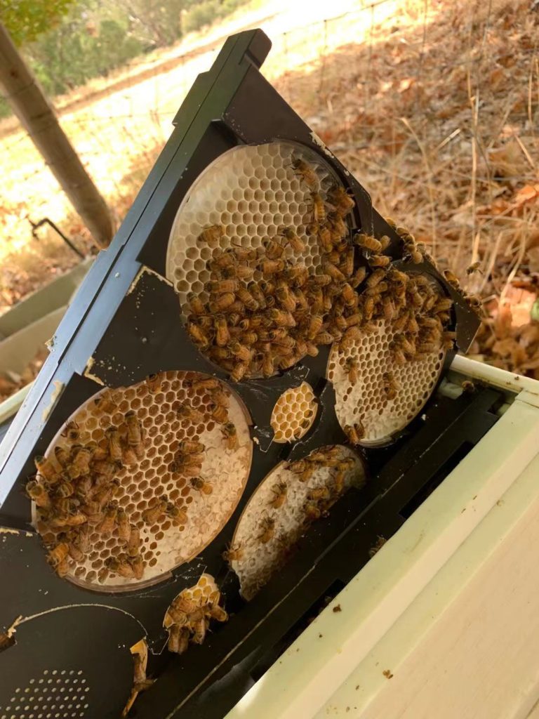 Comb Honey Frame Starter Kit - BeePlaza SA Beekeeping Supplies