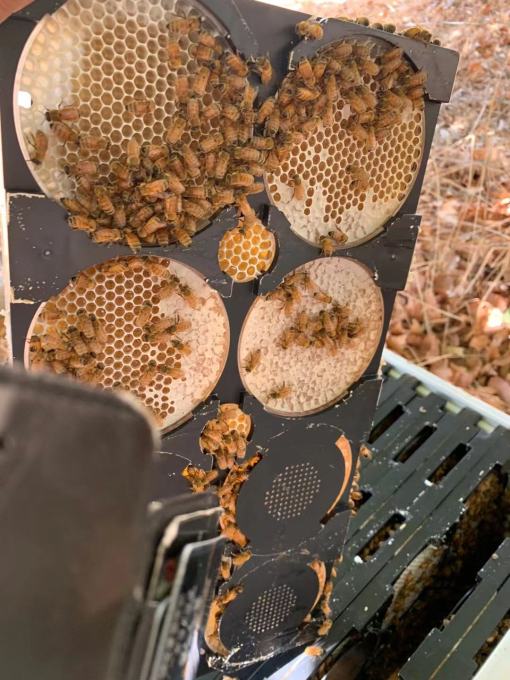 Comb Honey Frame Starter Kit - BeePlazaSA